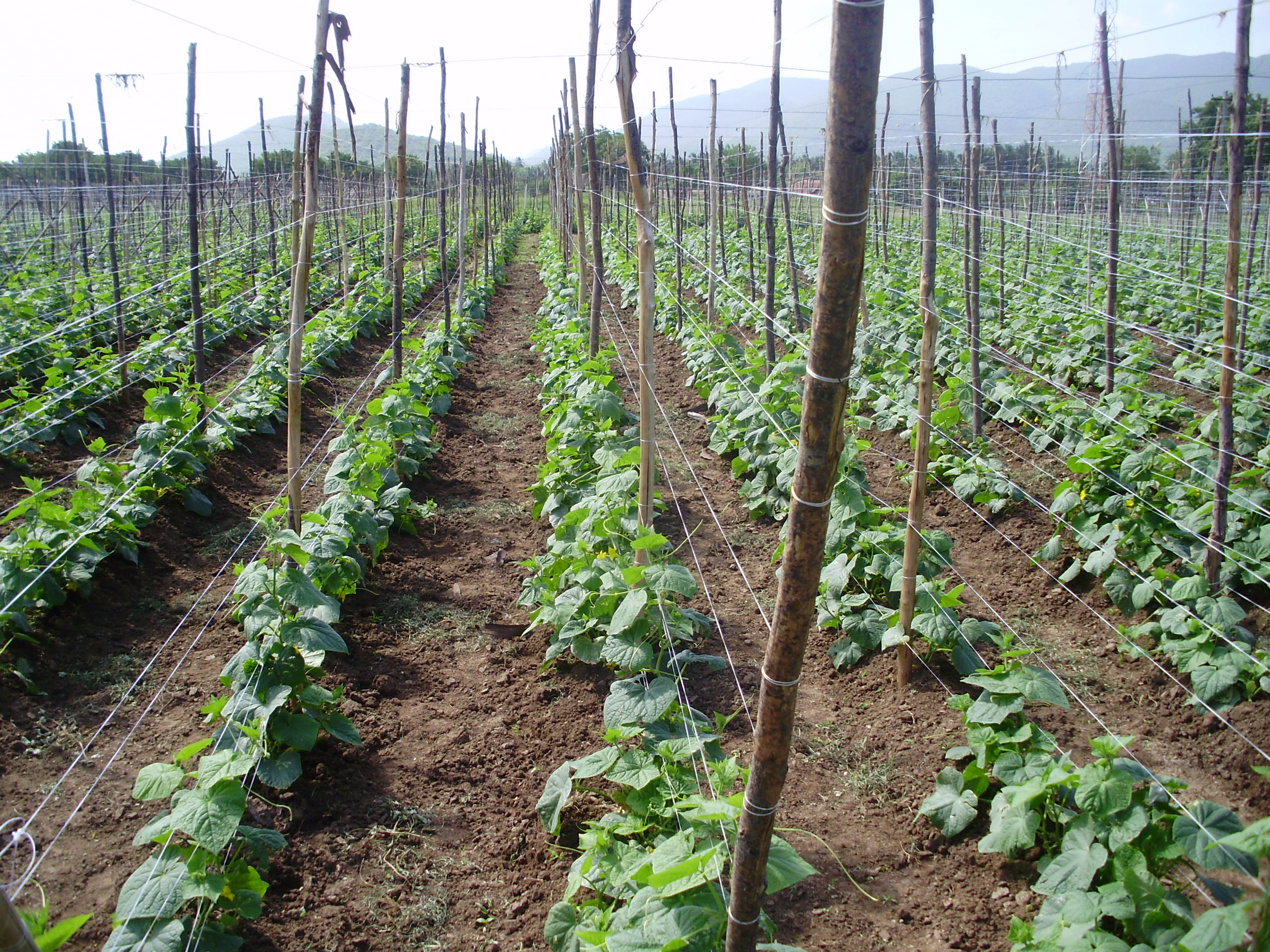 Welcome To Vigneshwara Exports