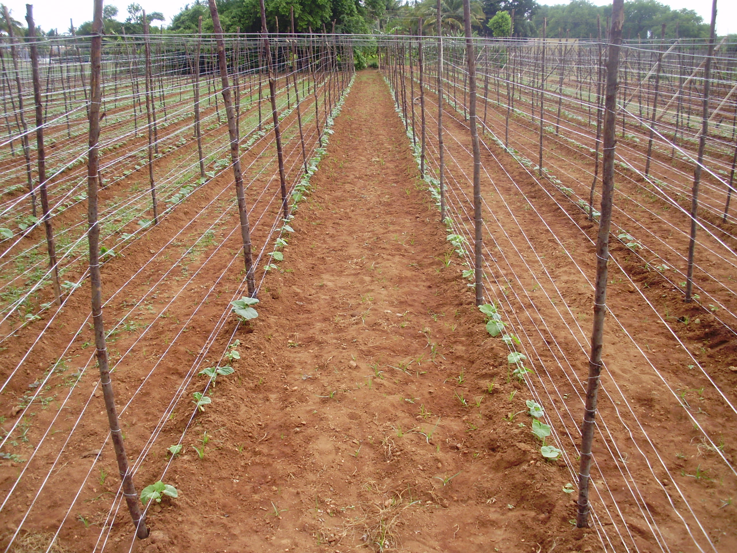 Welcome To Vigneshwara Exports